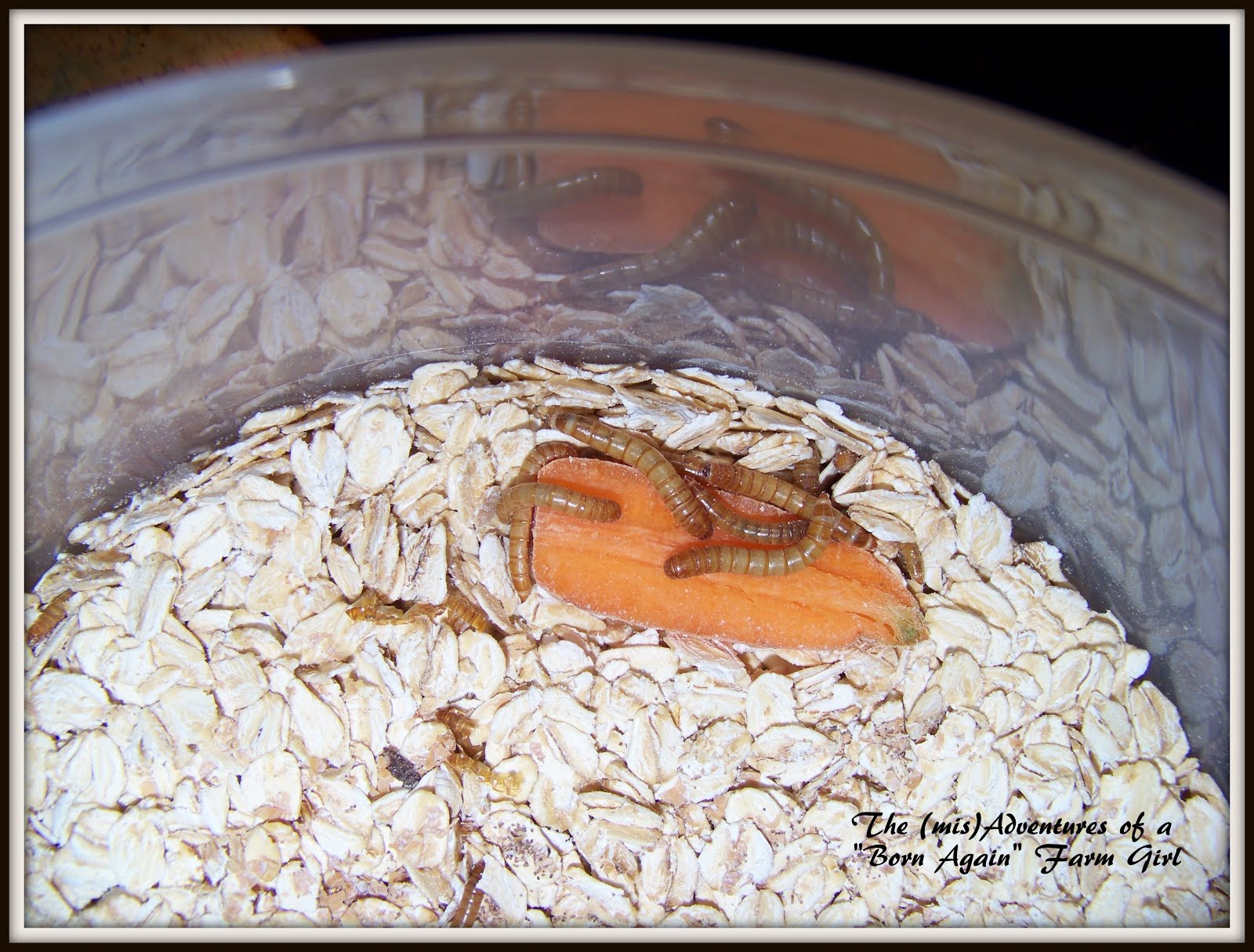 Meal worm farming - The (mis)Adventures of a Homesteadin' Mama
