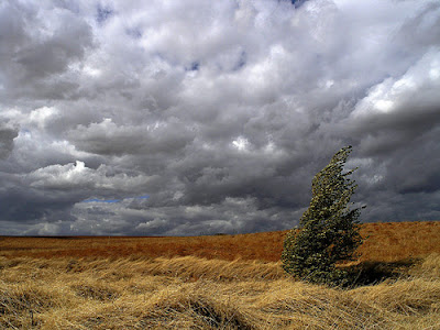 RINCON DE LA COPLA: 2015