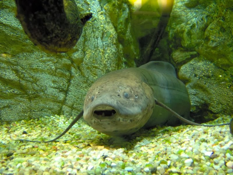 African Lungfish - Fishes World - HD Images & Free Photos