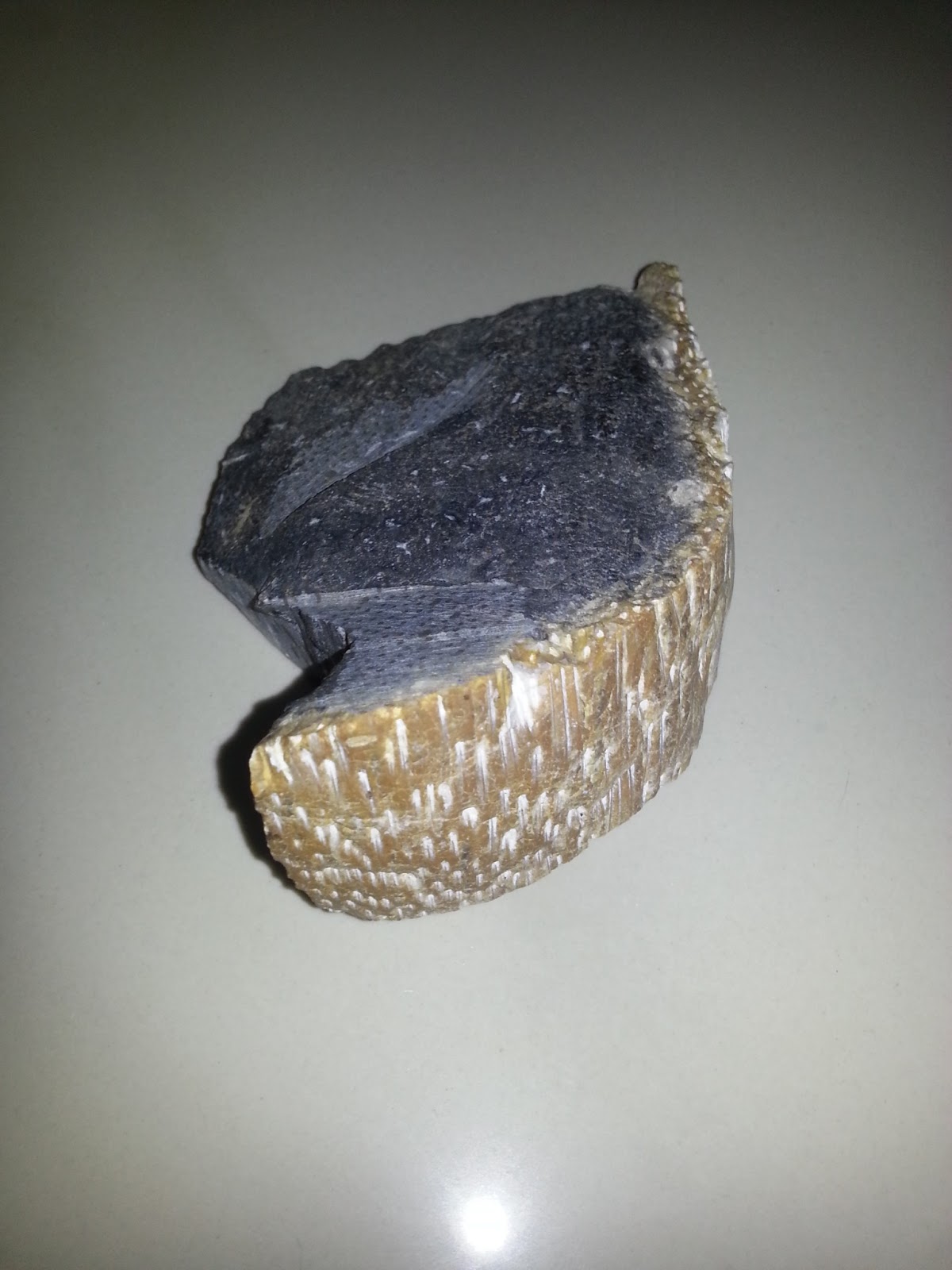 PERMATA IDAMANKU: Fossil (Kayu Nibong Jadi Batu)