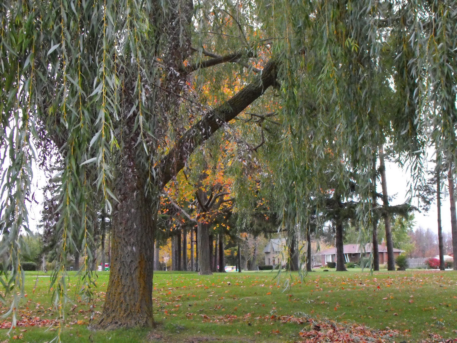 Erika's English Work: Willow Tree