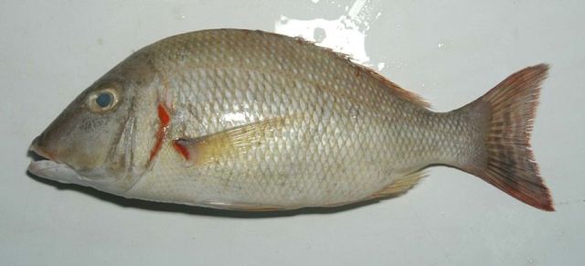 KAKI PANCING: Info Ikan