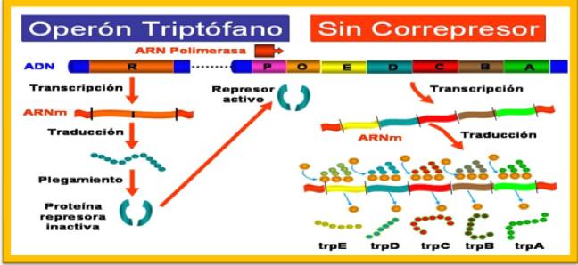 BIOLOGIA MOLECULAR: 8.4.2 OPERON TRIPTOFANO