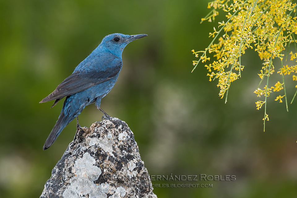 Fotografia de Vida Salvaje - Wildlife Photography: EL PÁJARO AZUL