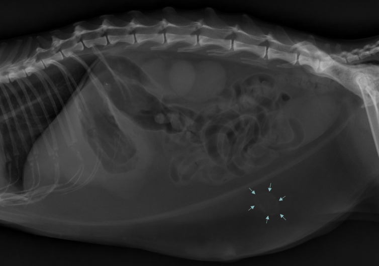 수의진단의학과: feline bates body ; 비만고양이 지방층염의 석회화