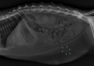 수의진단의학과: feline bates body ; 비만고양이 지방층염의 석회화