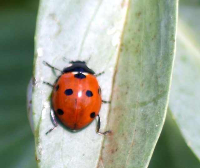 Beeehwatch: La petite bête