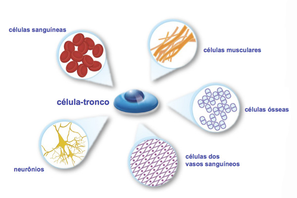 Células-Tronco, as Células da Vida: Origem do nome Células-Tronco: