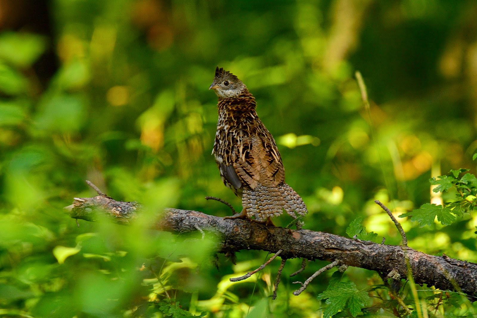 Turbo's Track and Photo Tour: Dusky and Ruffed Grouse Chicks(20140804 ...