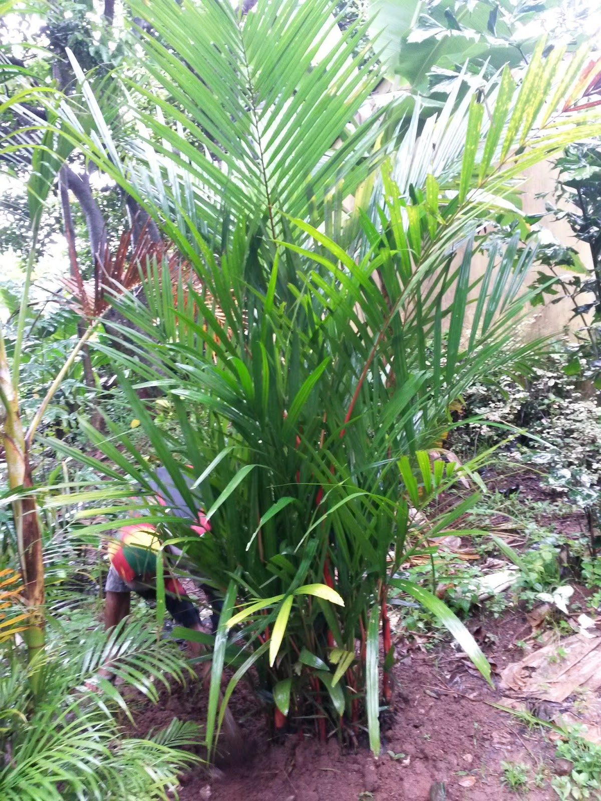 JUAL POHON PALEM MERAH | JASA TUKANG TAMAN | SUPLIER TANAMAN HIAS ...