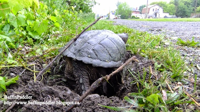 Video-Snapping Turtle laying eggs on the Moira Riverfront Trail