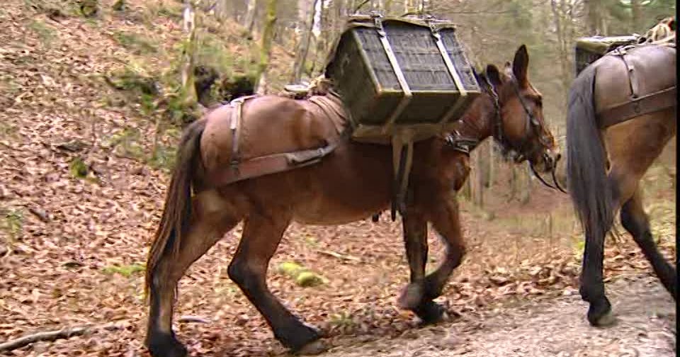 cadalso vive: el macho...