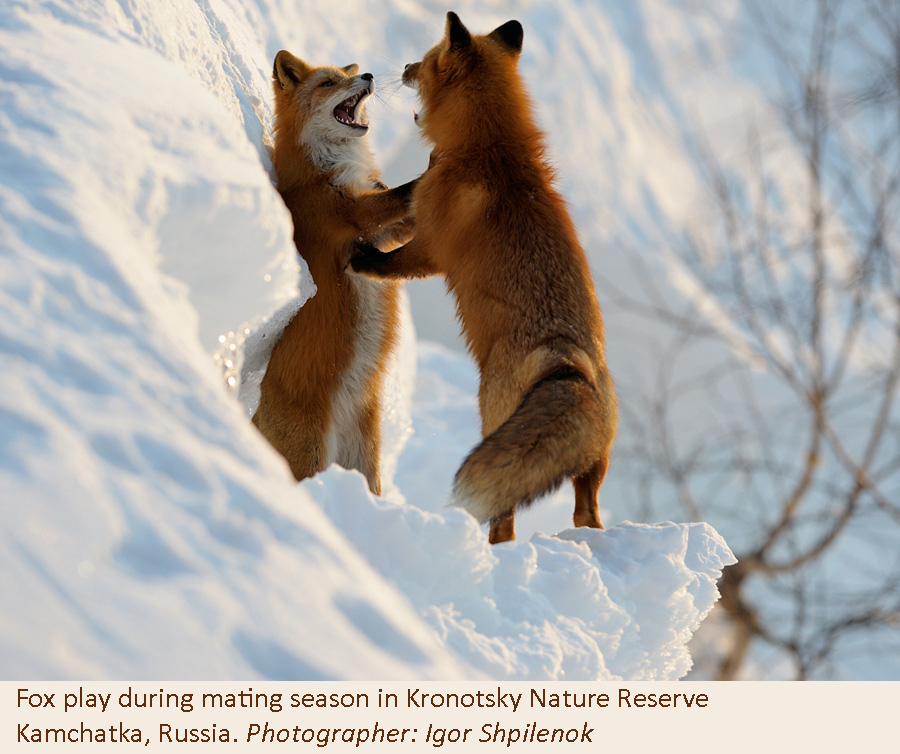 Igor Shpilenok: Red fox wedding.