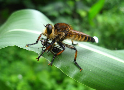 Variety of Life: Apocleinae