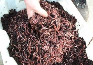 Pierce Garden Friends: Worms Eat Our Garbage!