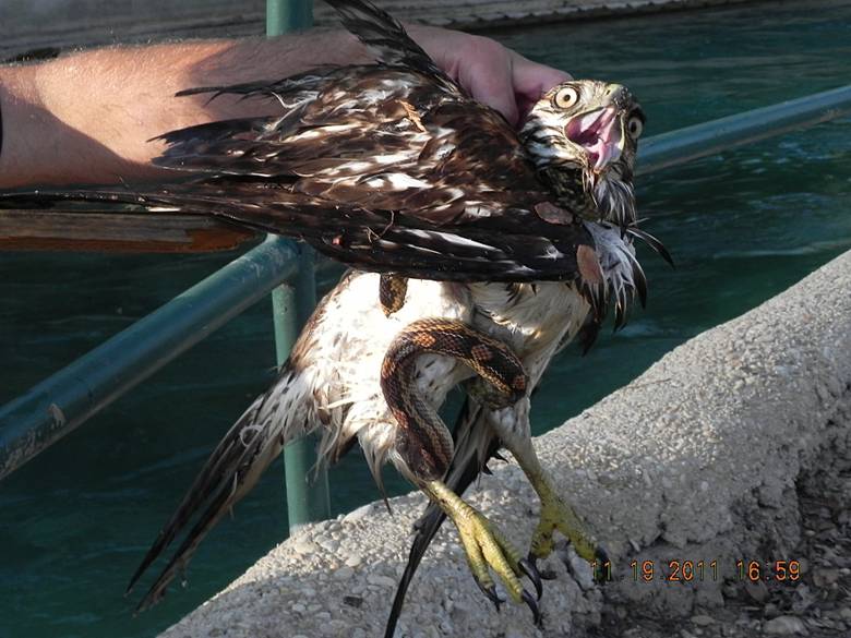 Snake choking out eagle as last resort : r/natureismetal