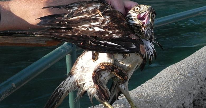 Birding Without Barriers: Hawk vs. Snake