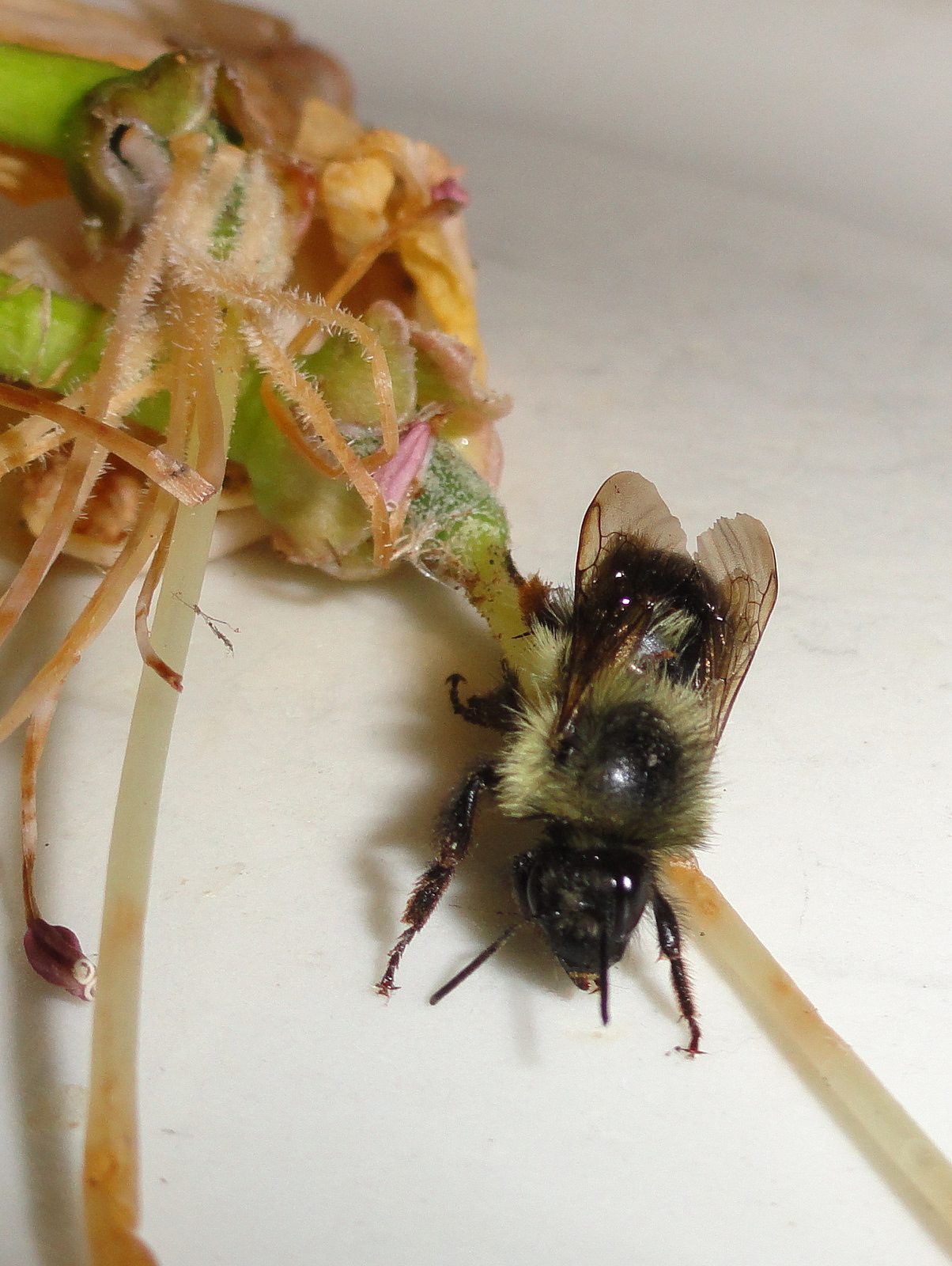 Wanderin' Weeta (With Waterfowl and Weeds): A sticky situation