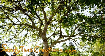 My Life as a Poem - Natural Nurturing