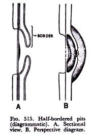 Biology Club: Overview of plant cells - Part 1 Structure and function ...