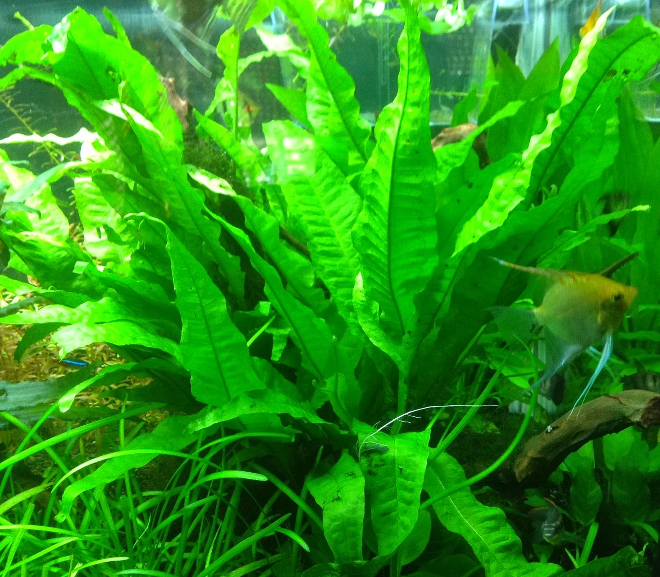 Tipos de plantas pag.3 ~ Mis Acuarios