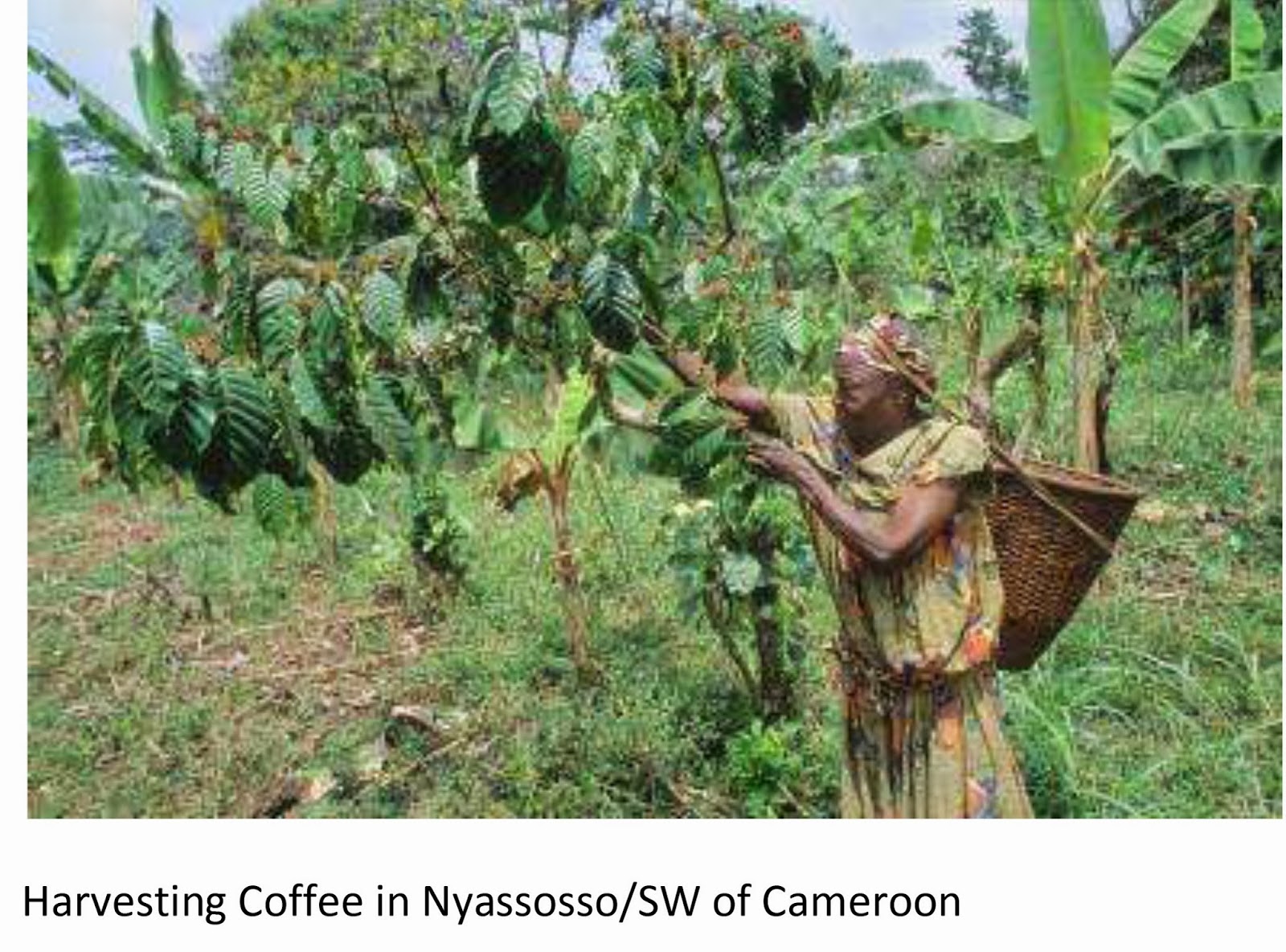 PAMACC News: Drop in Cameroon’s Coffee Production Blamed on Climate Change