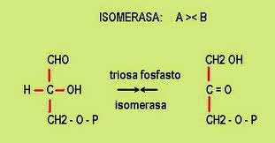 Macromoléculas: noviembre 2014
