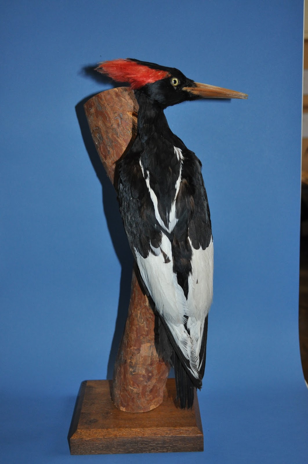 Woodpeckers of the World: Picid in Focus: Imperial Woodpecker