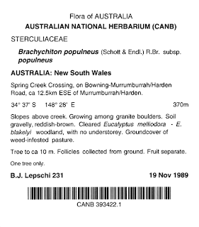 Aku dan duniaKu: Make your own herbarium specimen