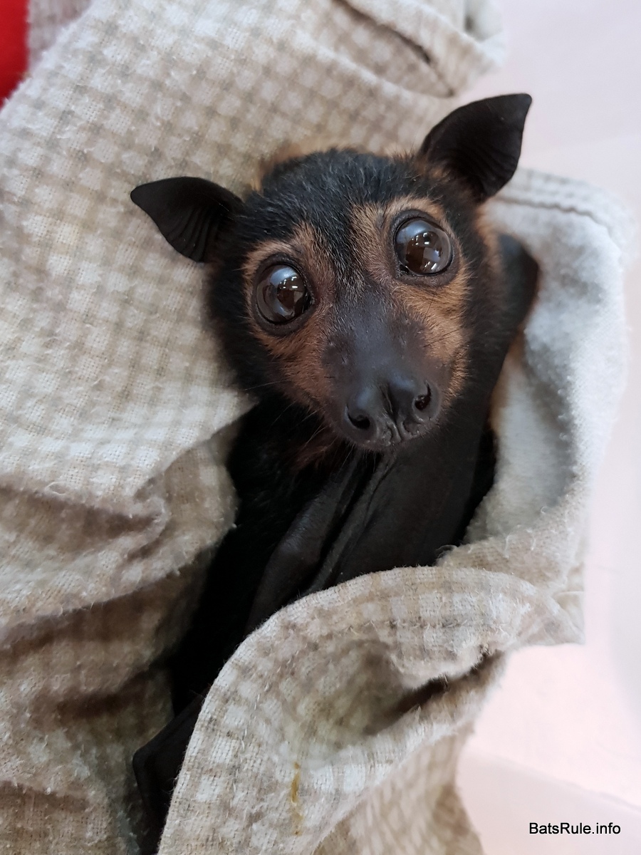 Rehab | Heat stress event | Megabats babies Spectacled Cairns Flying ...