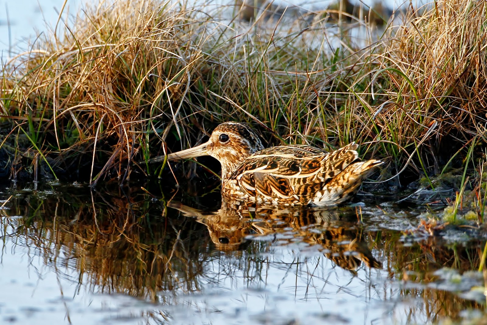 Fair Isle: Fair Isle Early Spring Bird Photos by Mark