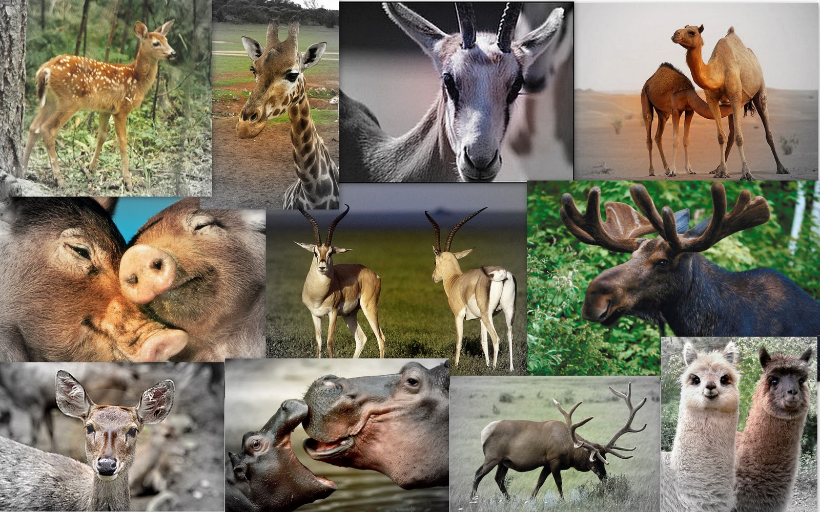 Tras las Huellas de los Mamíferos: Orden Arqueodactyla