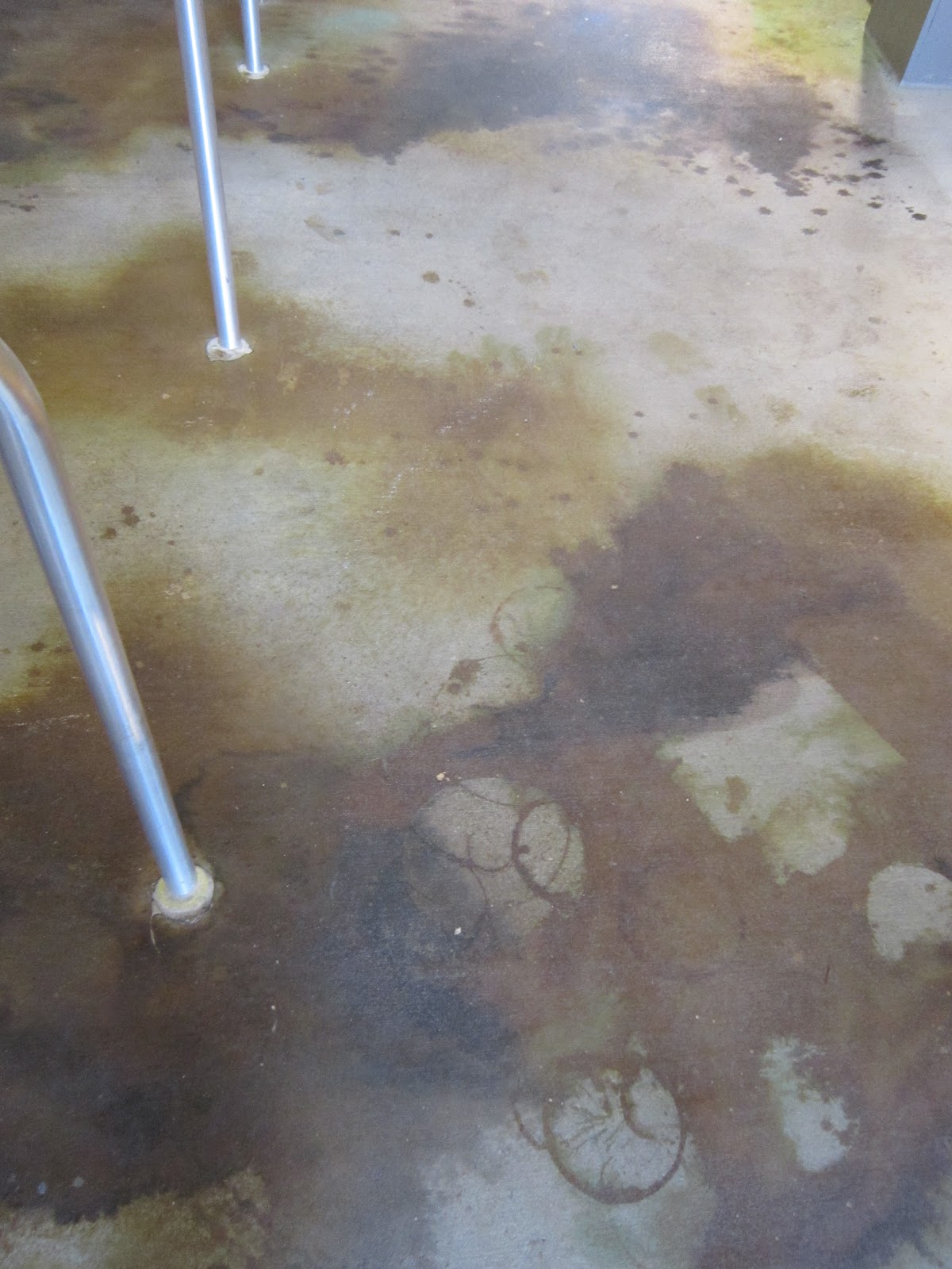 Theme Park Thoughts: Verbolten at Busch Gardens Williamsburg - Review