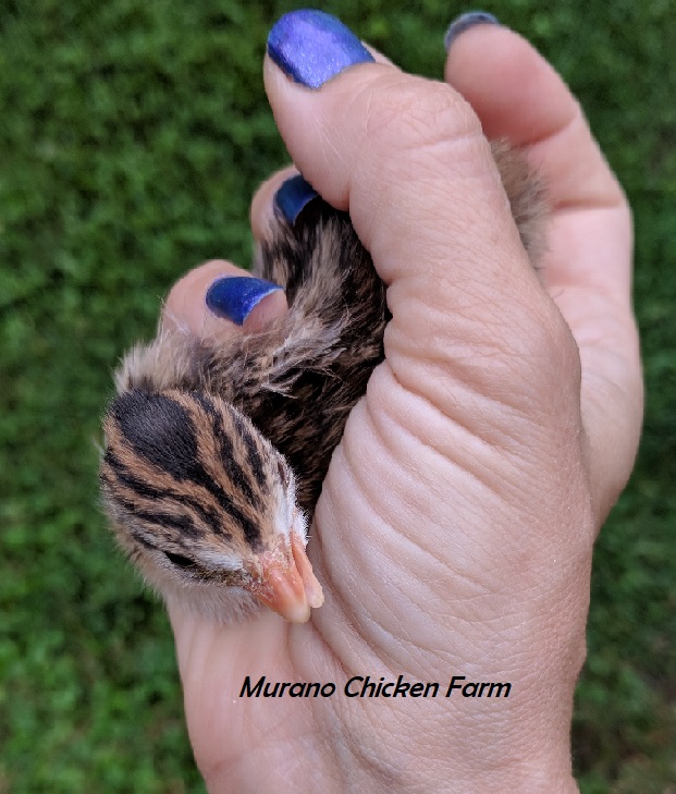 Caring for a chicken with cross beak - Murano Chicken Farm