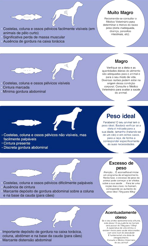 PUG - TUDO SOBRE A RAÇA PUG: Seu Pug esta Gordo?