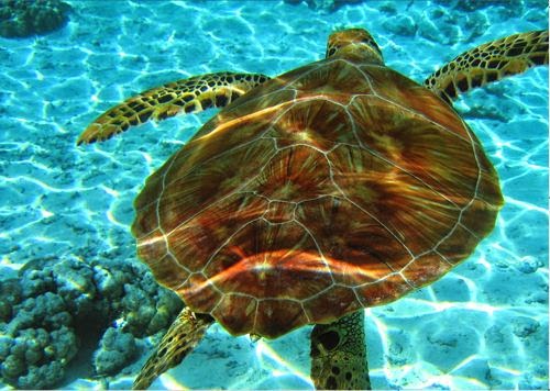 La vida sota la closca: COM UTILITZEN ELS SENTITS?