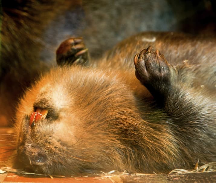 DABAR / BEAVER /mladunče je poput krznene kuglice sa sjajnim, crnim ...