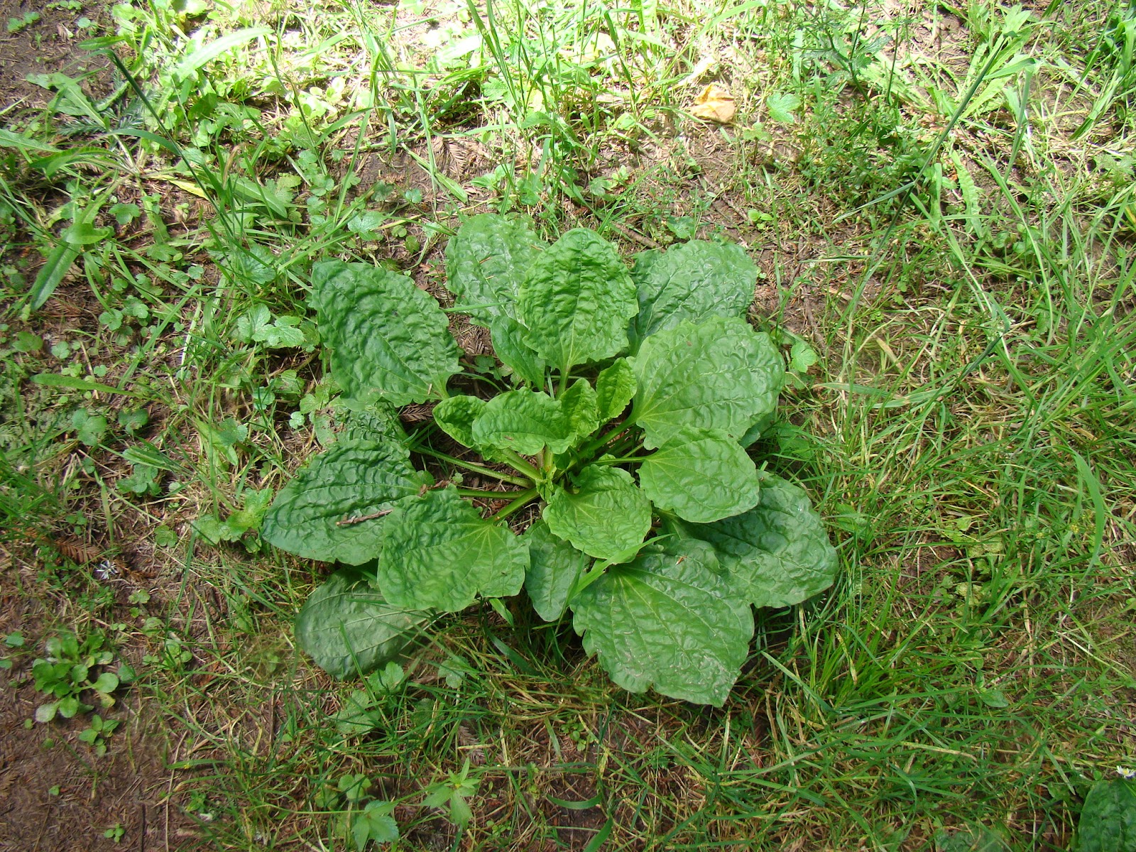 Leaves of Plants: Plantain