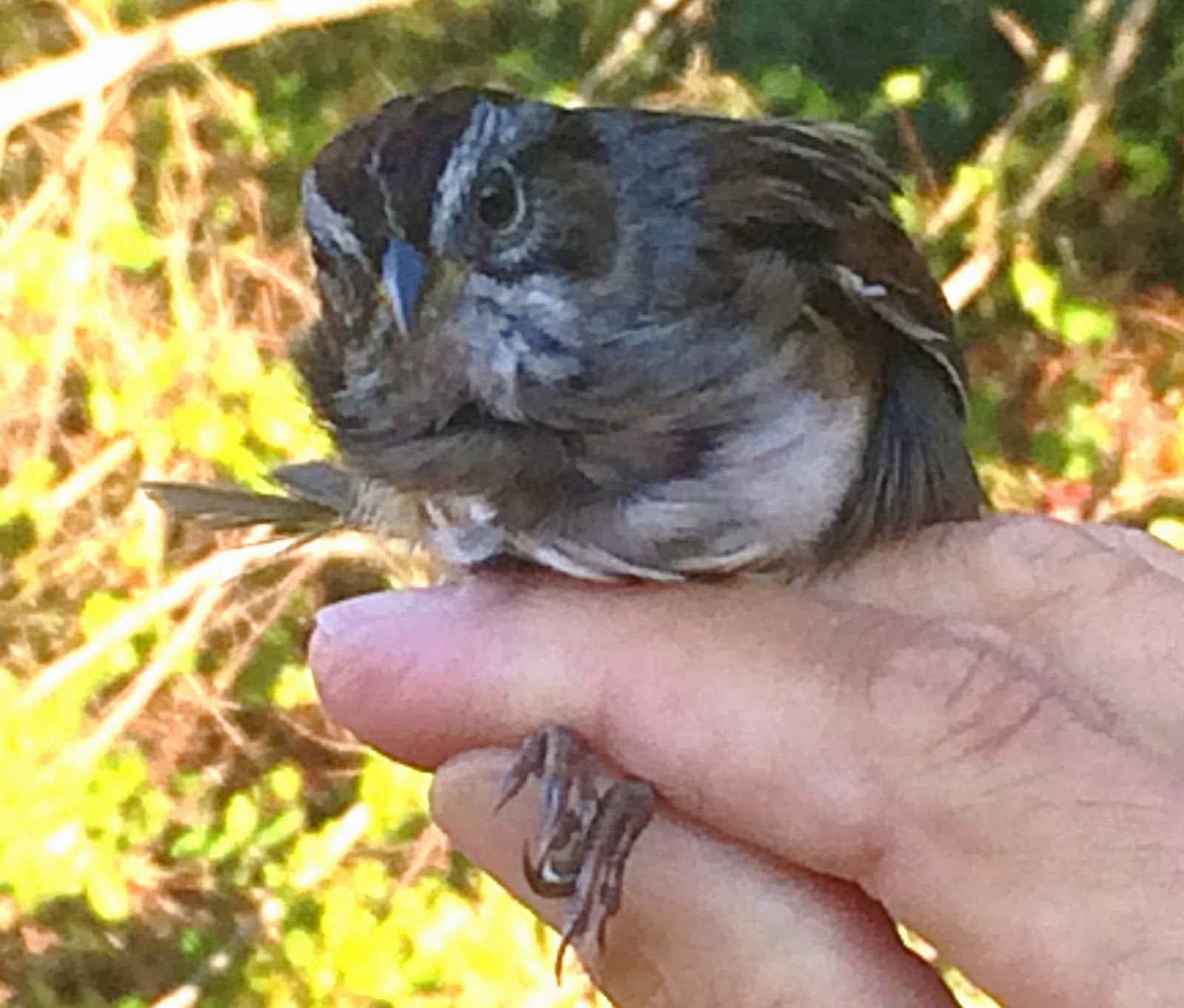 Bird Banding: Learning From Birds In-hand: Painted Buntings - Season Two