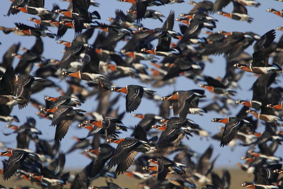 EcoWorldPost: In Ukraine, using poison, banned in Europe