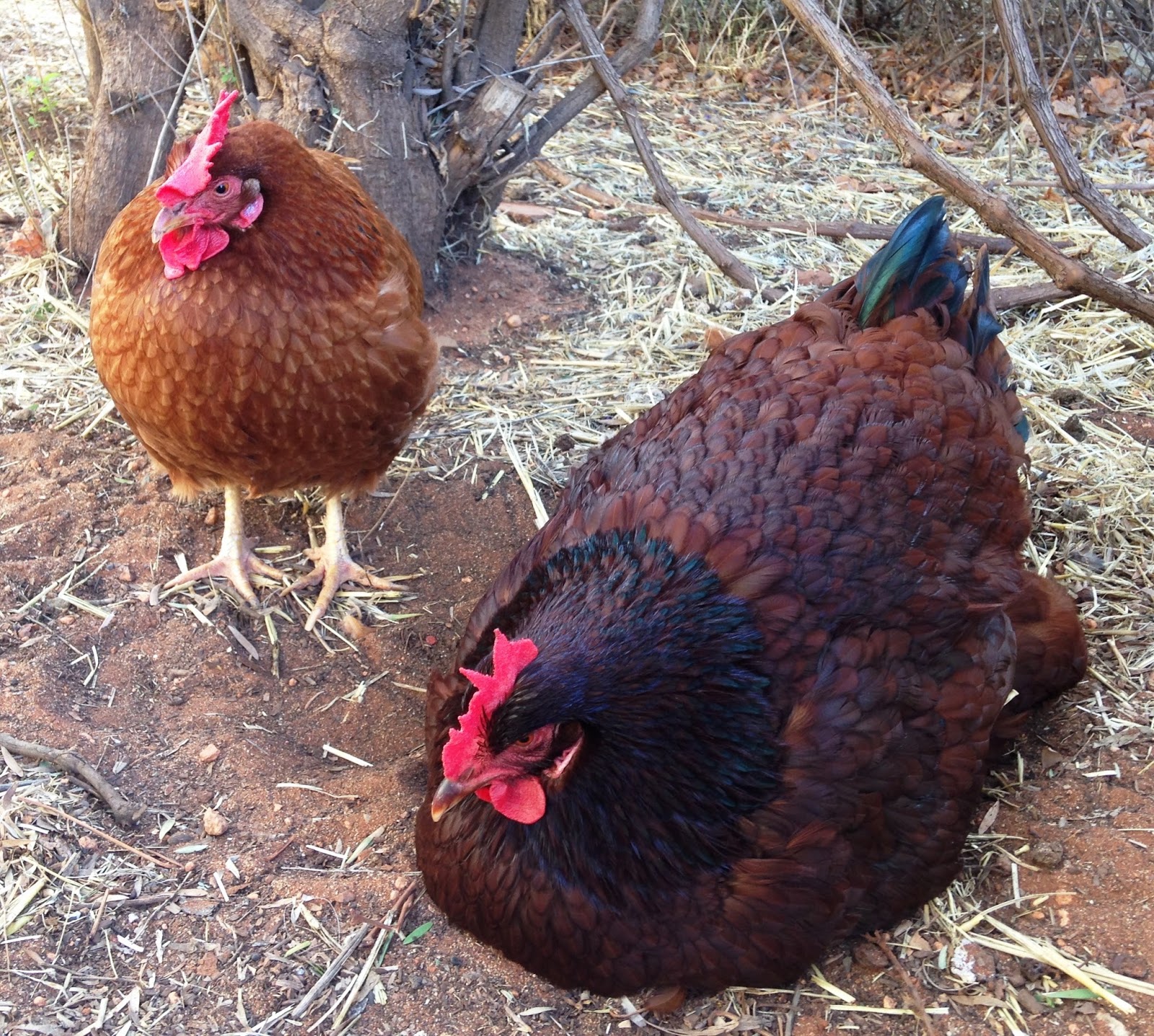 2 Happy Hens: The Eyes Have It