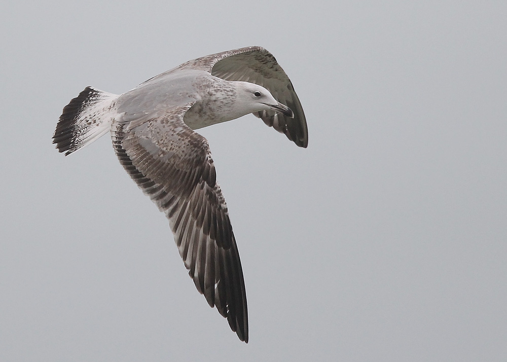 Richard Smith - Birdwatching Days Out: GLAUCOUS GULL, juvenile, CASPIAN ...