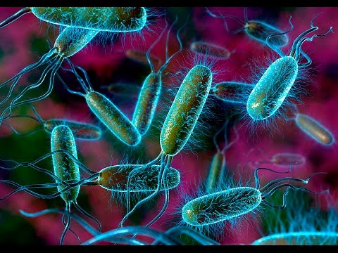Las Bacterias: Clasificación De Las Bacterias Según Su Forma.