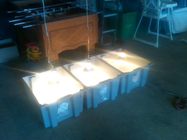 The Smith Field Farm: Baby chick set up