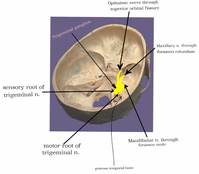 A Tale of Med Students: Trigeminal Nerve - Cranial Nerve V/5