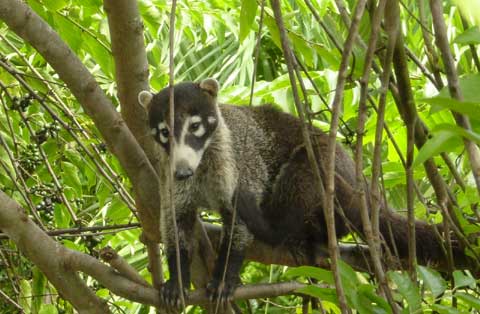 ECOSISTEMAS DE COSTA RICA: BOSQUE TROPICAL PLUVIAL MONTANO