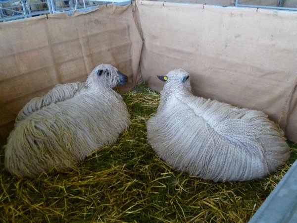 Nothing much to say, but - - -: SHEEP