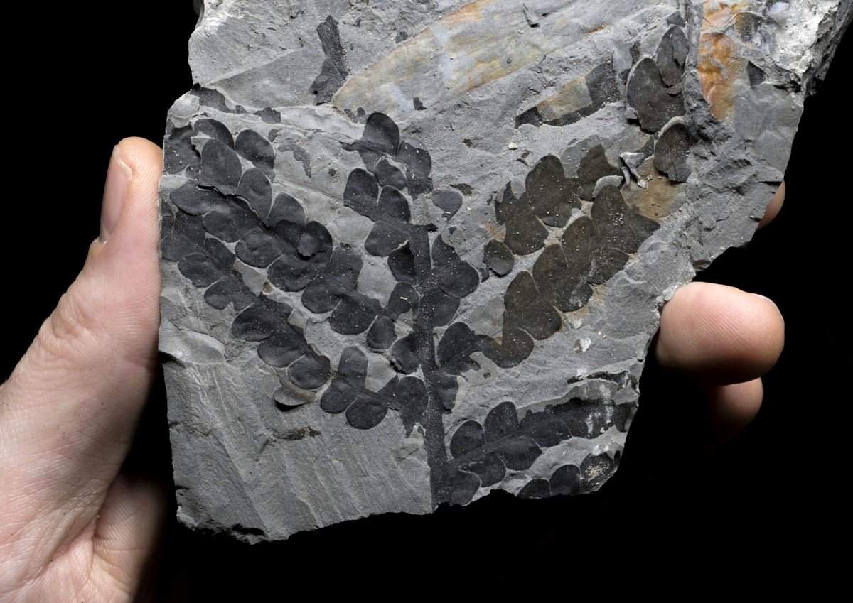 More Plants Survived the World’s Greatest Mass Extinction Than Thought ...