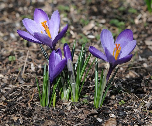 BEAUTIFUL FLOWERS: Crocus Flowers - Pictures & Meanings