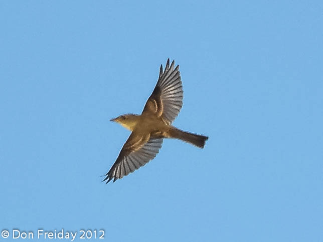 The Freiday Bird Blog: Zzeep + Tomorrow